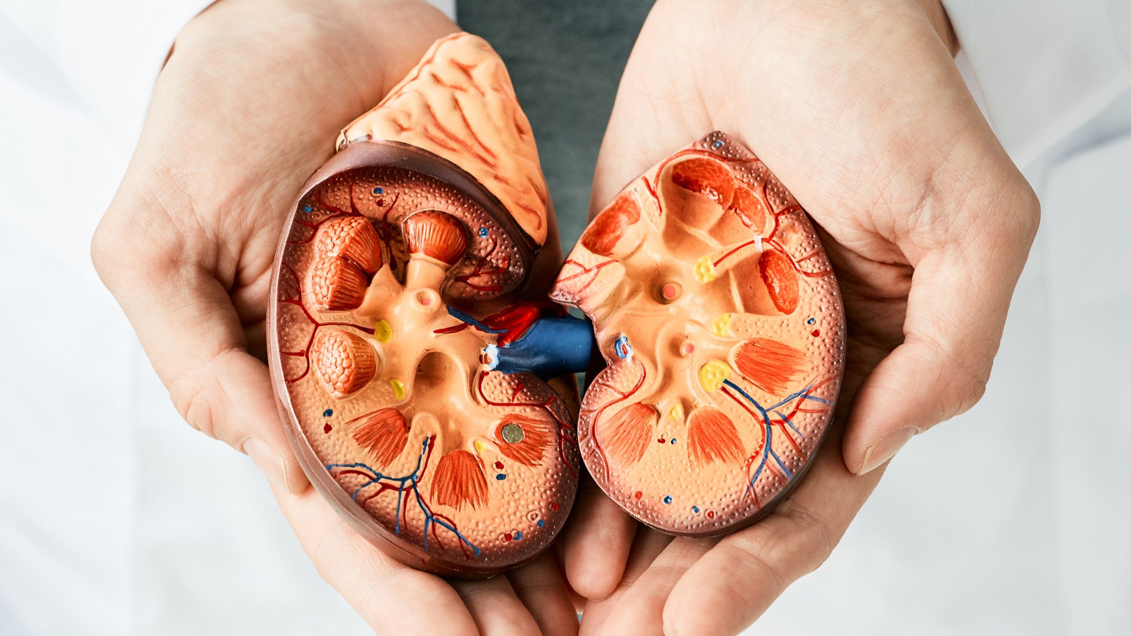 Kidney Disease: All You Need to Know | Navigating Healthcare